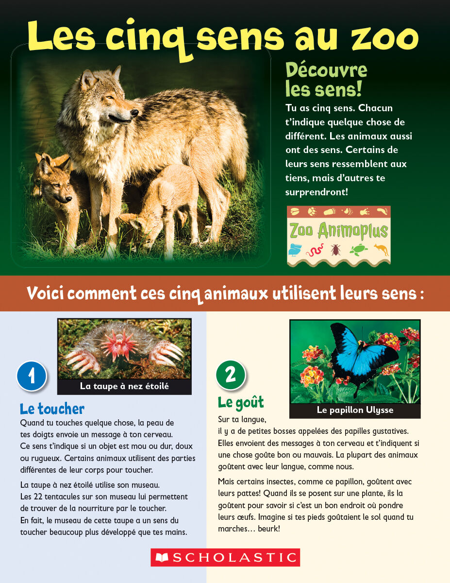 Envol an littératie Maternelle à 4e année: Niveau K: Les cinq sens au ...